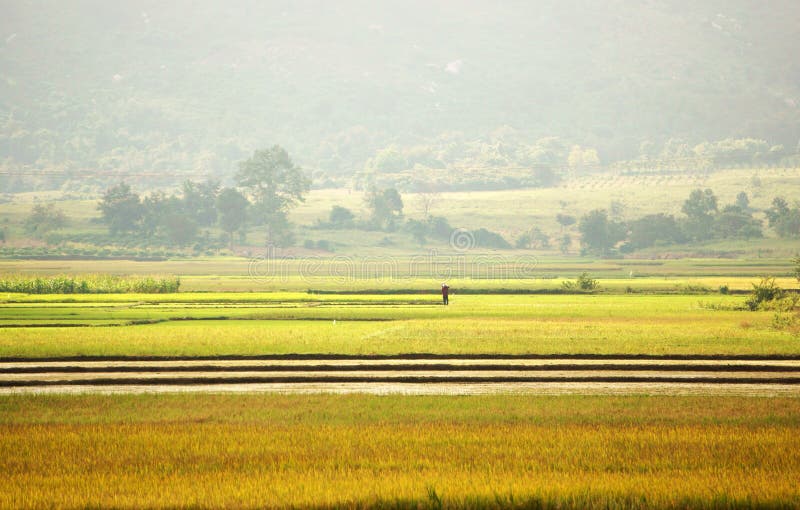 Rice field landscape stock photo. Image of farm, natural - 34998626