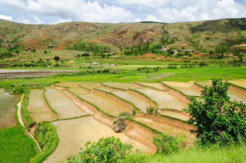 Rice terraces Madagascar stock image. Image of africa - 8038531