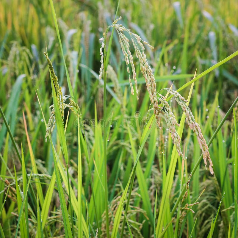 Rice field stock image. Image of farmland, growth, harvest - 58471059