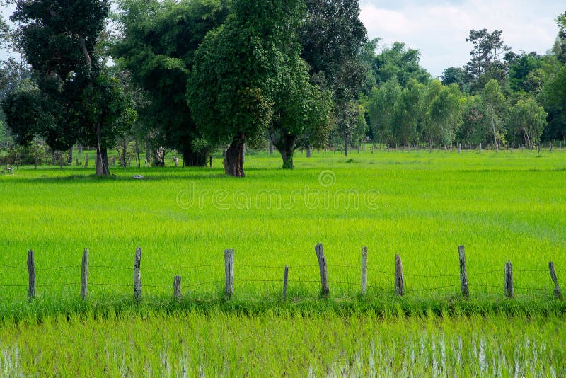 Rice field ridge stock image. Image of field, green, agriculture - 45211727