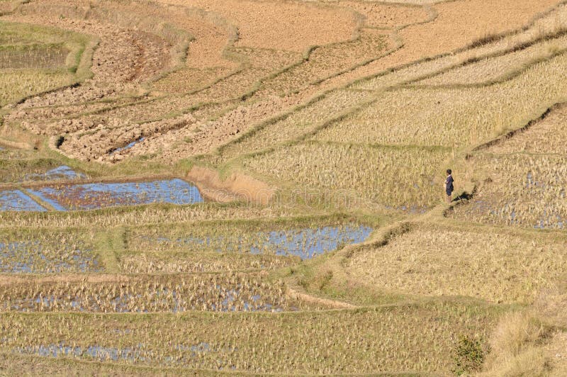 Rice Field Landscape in Madagascar Stock Photo - Image of pattern ...