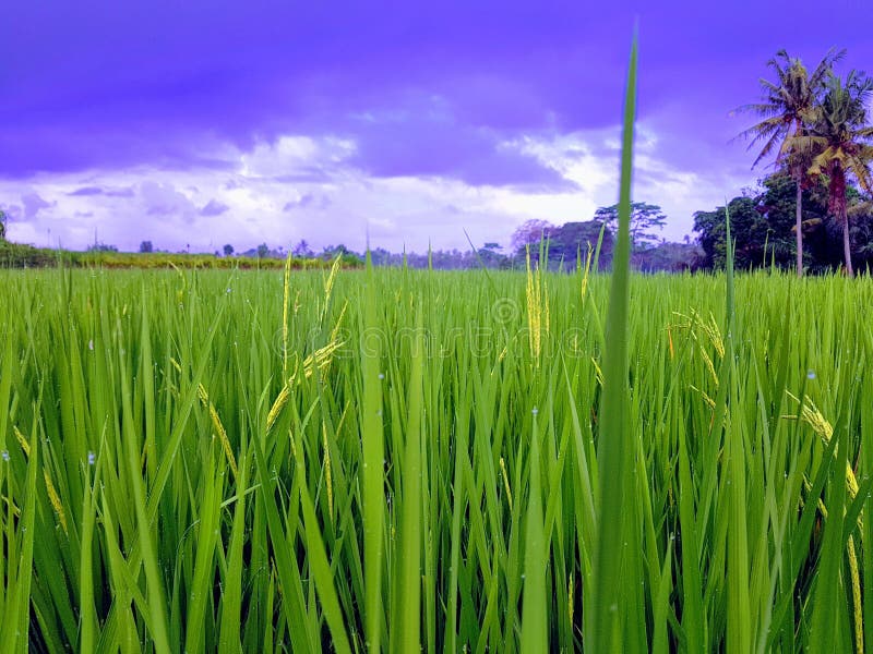 Rice Field Landscape in Mambal Bali 1 Stock Photo - Image of mambal ...