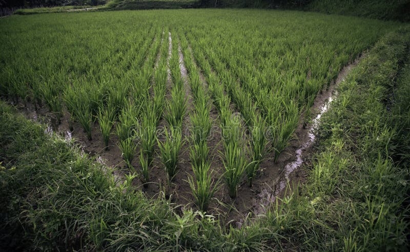 1,880 Swamp Rice Field Stock Photos - Free & Royalty-Free Stock Photos ...
