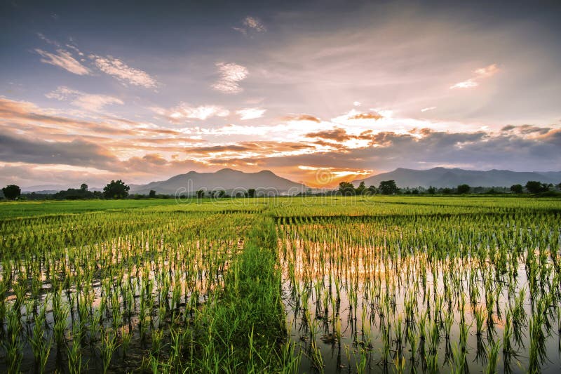 Rice Field Landscape in Northern Thailand at Evening Time Stock Image ...