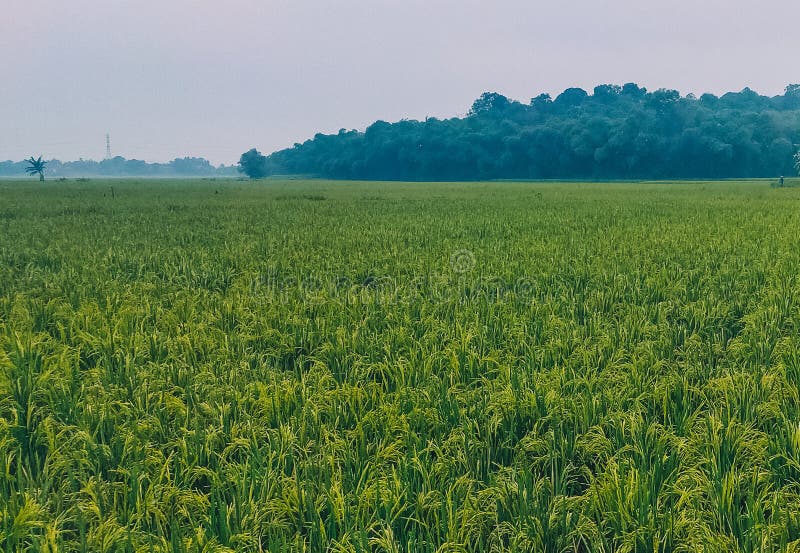 Wallpaper Pemandangan Sawah Padi