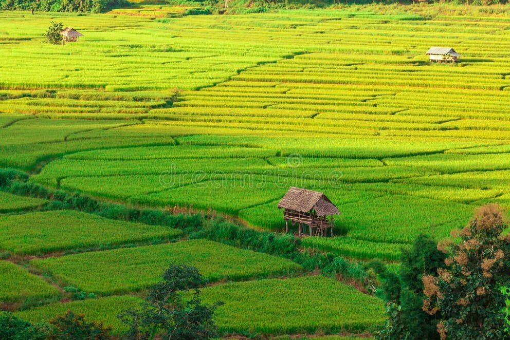 Rice Field Landscape with Small Huts. Stock Image - Image of cultivate ...