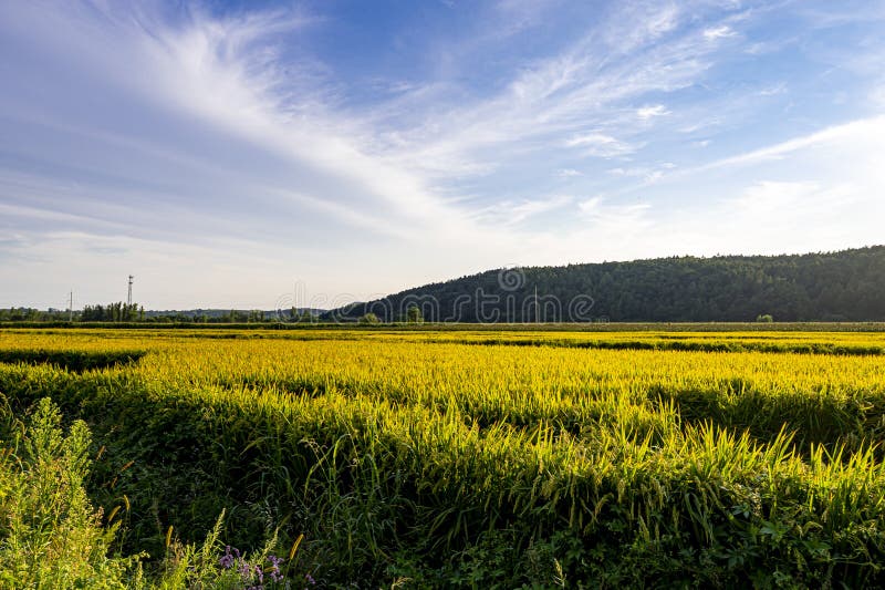 Rice Field Landscape in Summer Stock Photo - Image of nature, ears ...