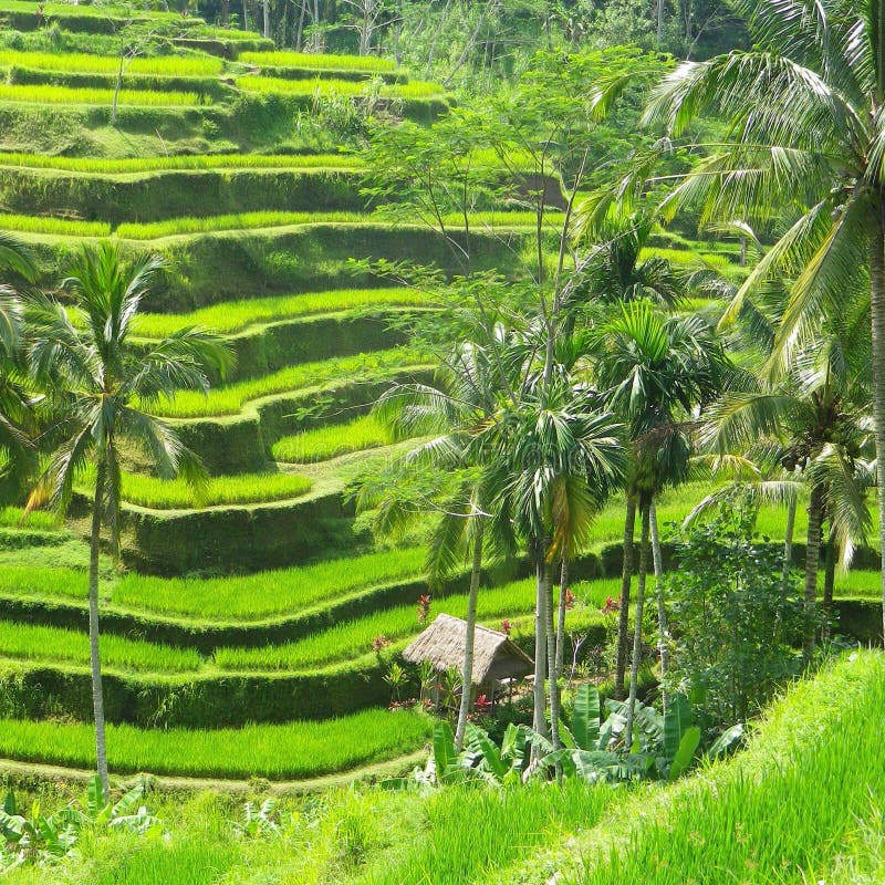 Rice field landscape stock image. Image of field, bali - 96566475