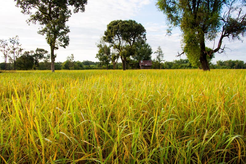 Rice field ridge stock image. Image of field, green, agriculture - 45211727