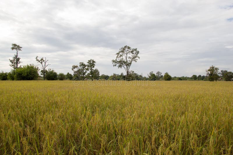 Rice field in Laos stock photo. Image of country, culture - 131808044