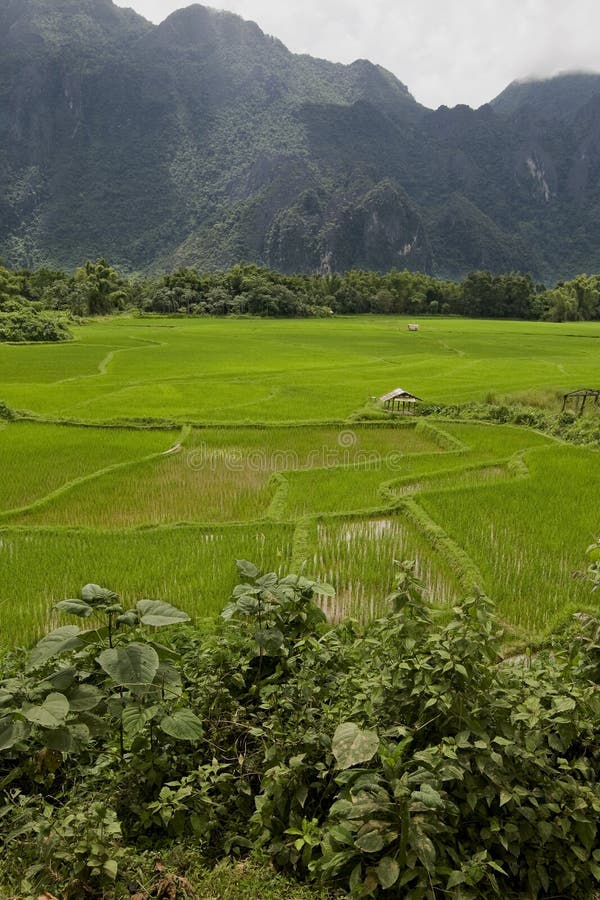 Rice Field in Laos, Vang Vieng Stock Photo - Image of vieng, country ...