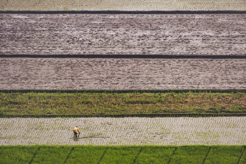 Rice field stock image. Image of wide, outdoor, line - 94085449