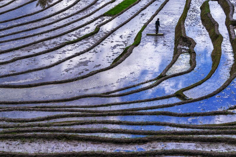 The rice field lines stock image. Image of bali, lines - 276581017