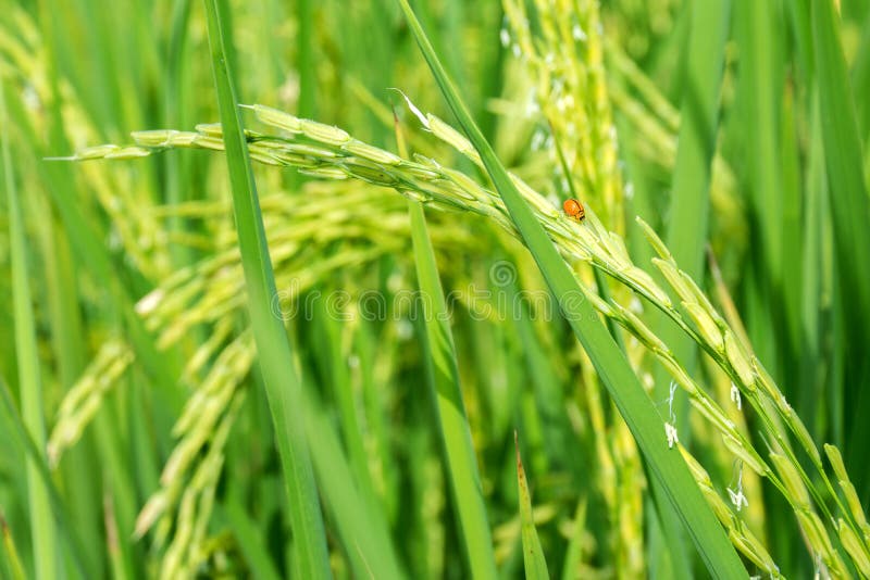 Rice field stock image. Image of garden, flora, countryside - 78378369