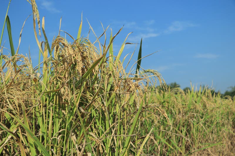 Rice Field in Local Area of Bangladesh Stock Photo - Image of farming ...