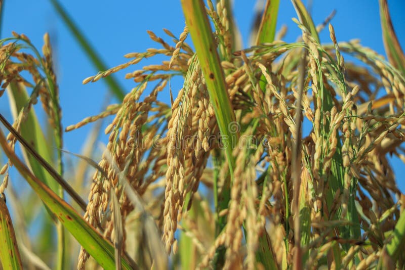 Rice Field in Local Area of Bangladesh Stock Photo - Image of grain ...