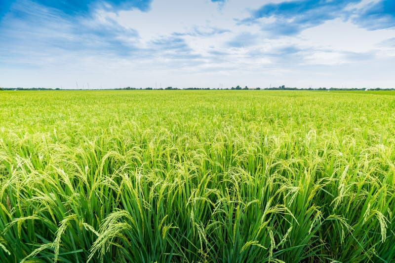 Rice field stock image. Image of clay, break, thailand - 78512963