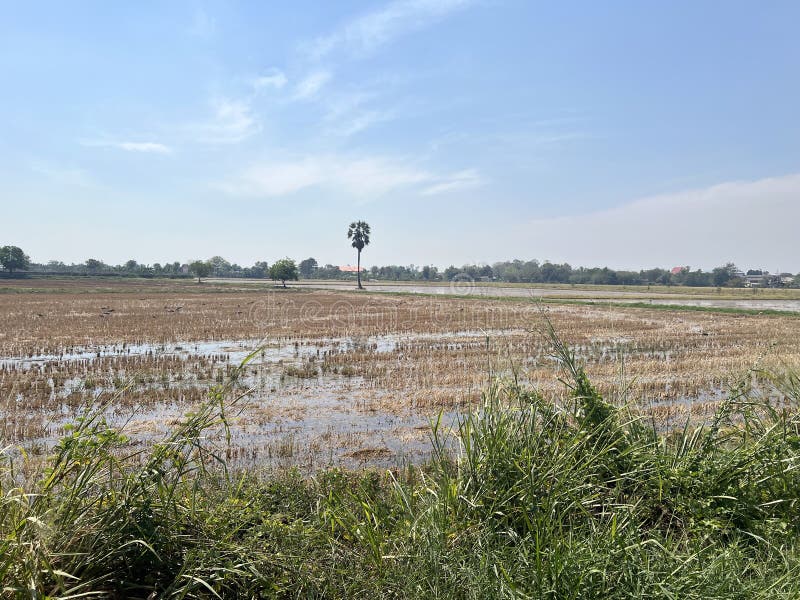 Rice Field with a Lot of Rice Stock Photo - Image of river, grass ...