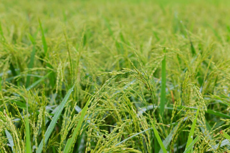 Paddy field stock image. Image of garden, colour, flora - 45775743