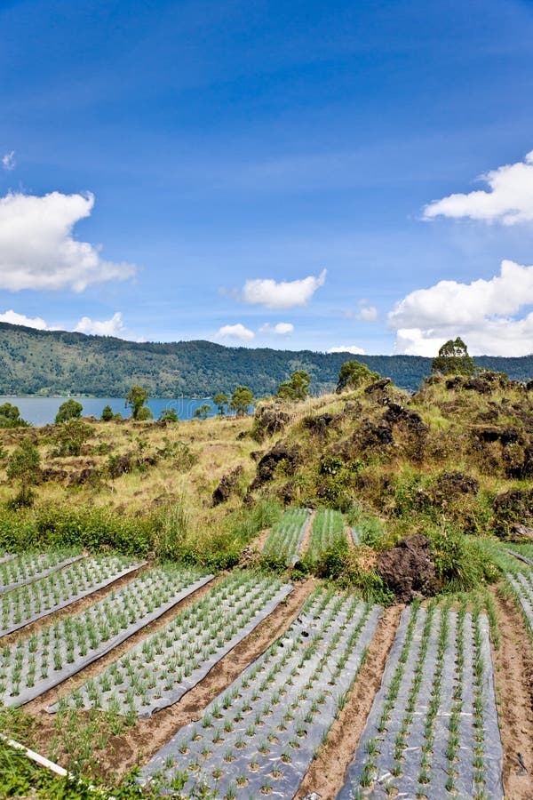 Rice field stock photo. Image of rice, beautiful, cultivation - 31792644