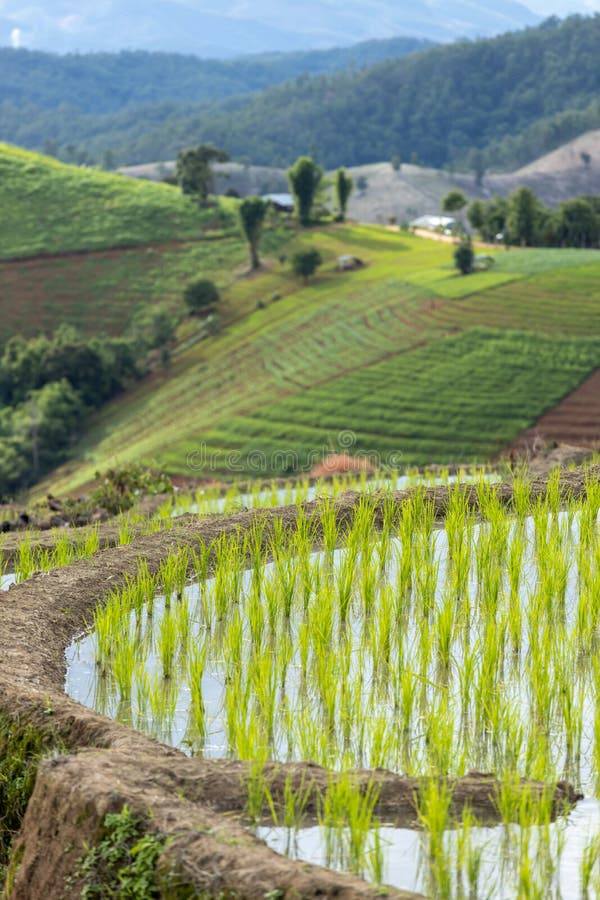 Rice Field at Mae Cham Chiangmai Northern Thailand Stock Photo - Image ...