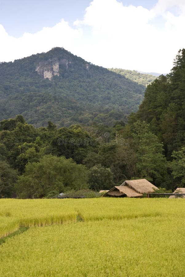 Rice Field in Mae Klang Luang Village Thailand Stock Image - Image of ...