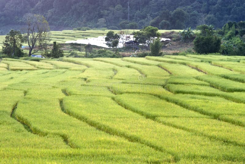 Rice Field in Mae Klang Luang Village, Thailand Stock Image - Image of ...