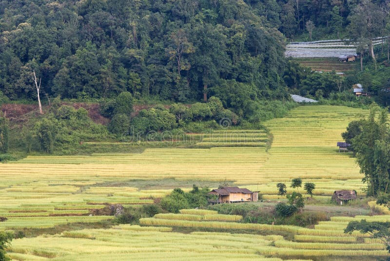 Sustainable Rice and Corn Fields, Chiang Mai Stock Photo - Image of ...