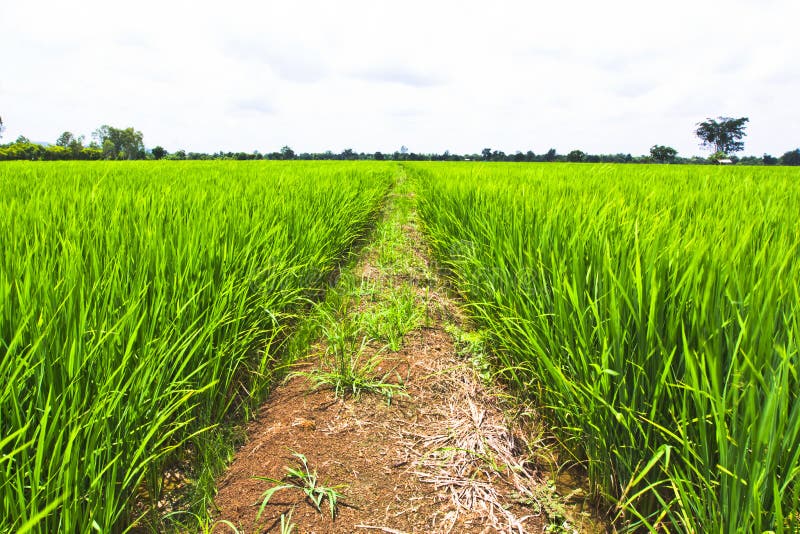 Rice field stock photo. Image of countryside, plant, garden - 34029378