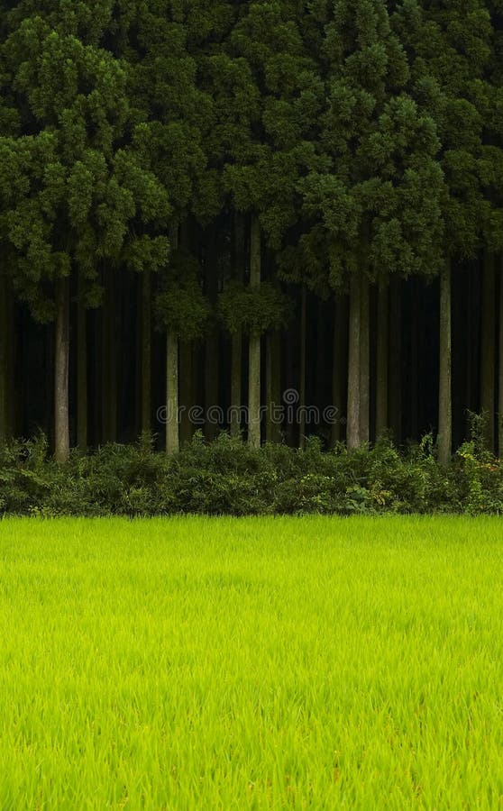 Rice Field stock image. Image of rice, farmland, plants - 34489765