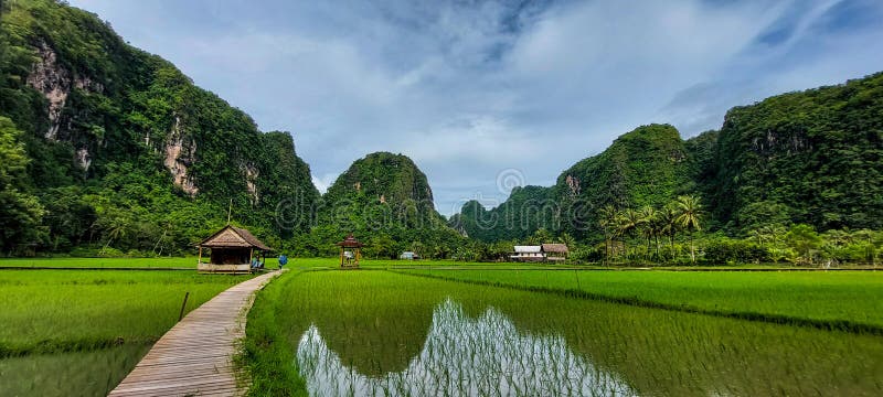 Rice Field in the Middle of the Hills Stock Image - Image of green ...