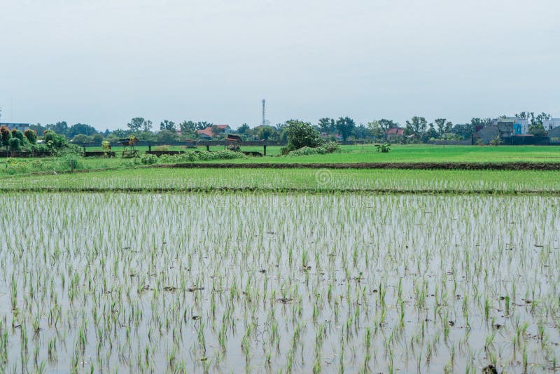 A Rice Field in the Middle of Residential Area Stock Photo - Image of ...