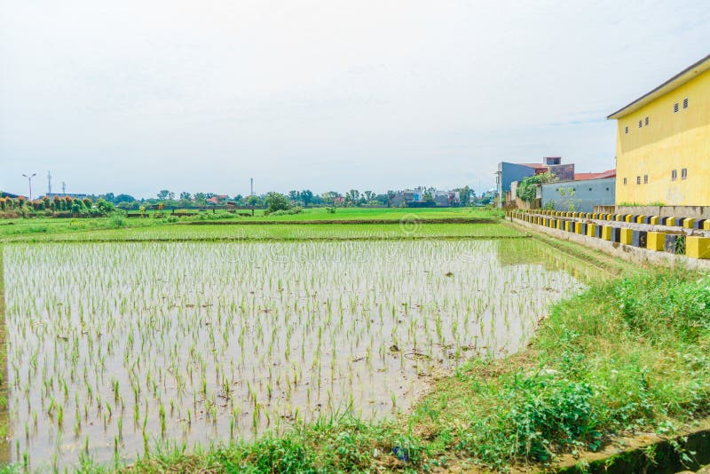 A Rice Field in the Middle of Residential Area Stock Image - Image of ...