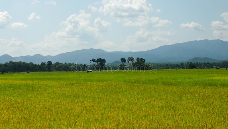 Rice field stock photo. Image of watery, farm, green - 51470636