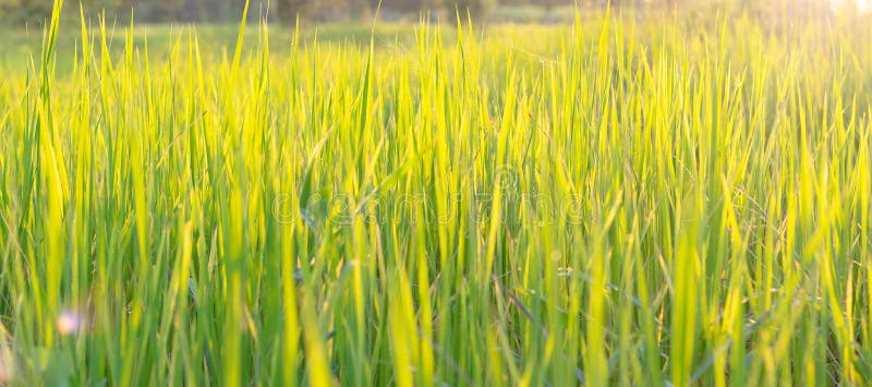 Rice Field in the Morning with the Sun Shining through. Stock Photo ...