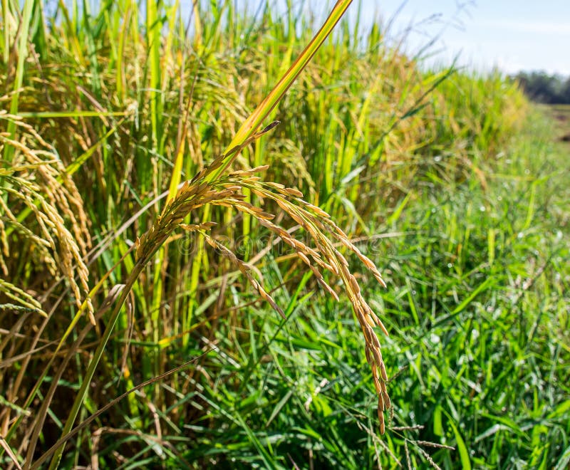 Rice in the field stock photo. Image of branch, bright - 62358156