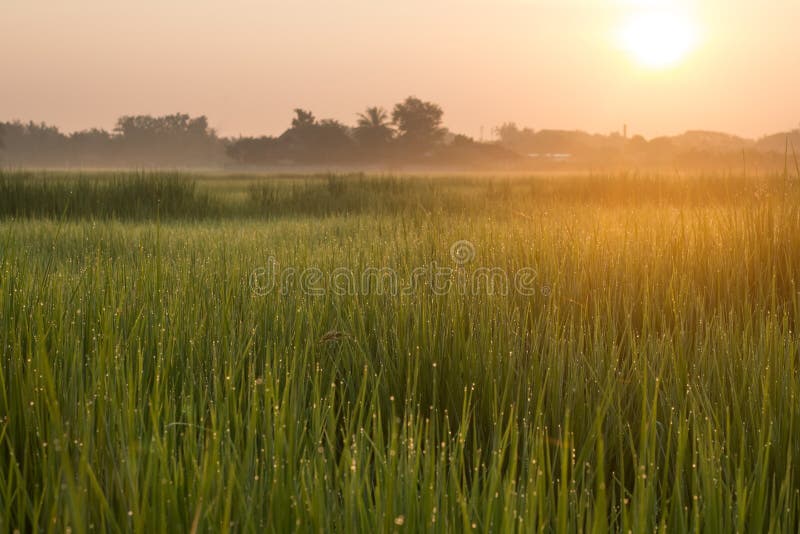 Beautiful View Of The Rice Field With Morning Sunrise Stock Image ...