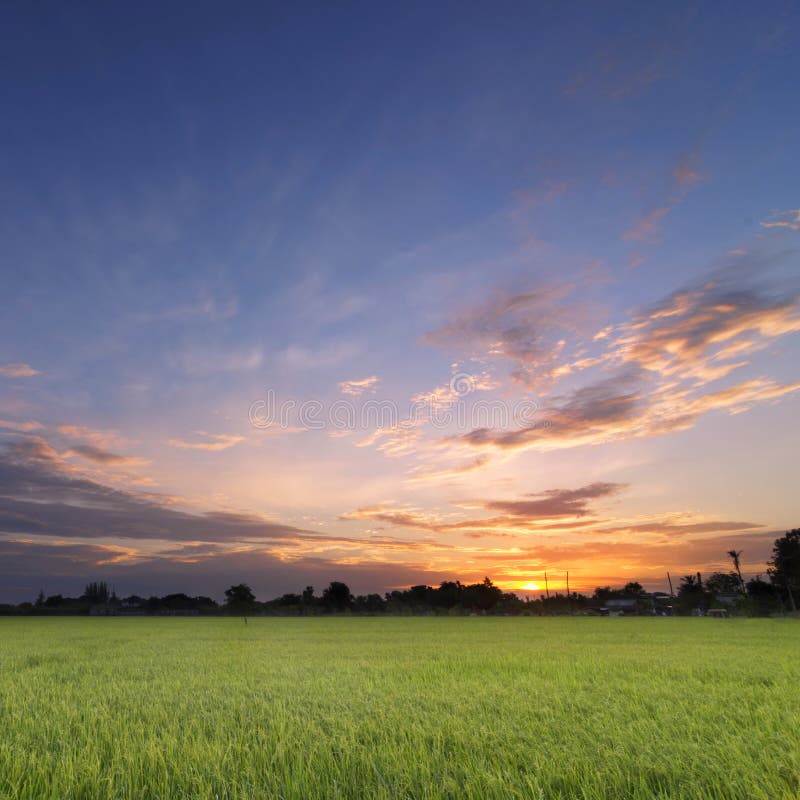 Rice field stock photo. Image of farming, economy, perspective - 135790980