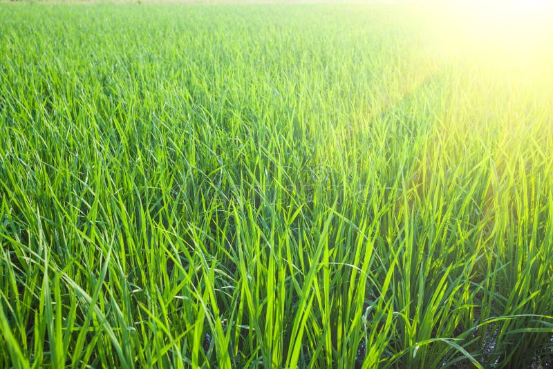 Rice field stock photo. Image of environment, agricultural - 30444684