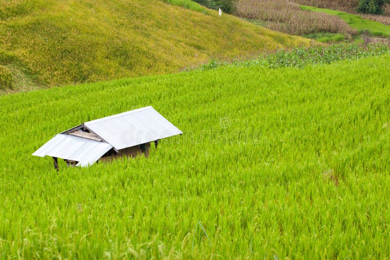 Rice field in the mountain stock photo. Image of nature - 45636548