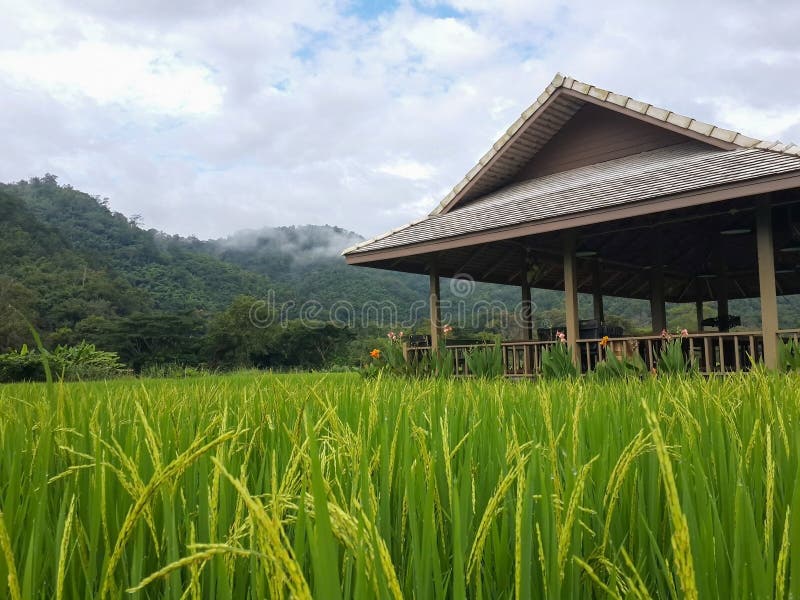 Rice Field with Mountain Background Stock Photo - Image of rice, green ...