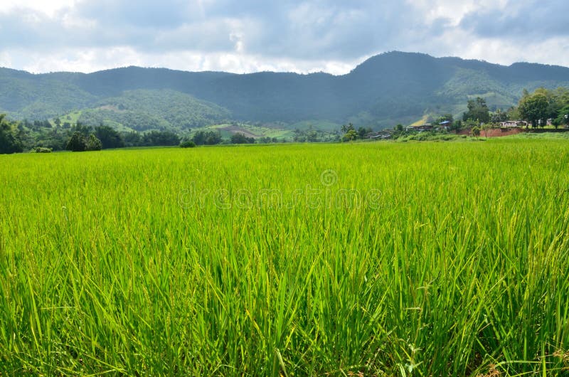 Rice field of mountain stock image. Image of fresh, thailand - 50316397