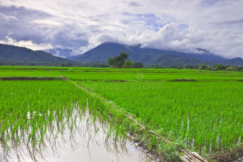 Rice Field near Inle Lake stock photo. Image of earth, asia - 210328