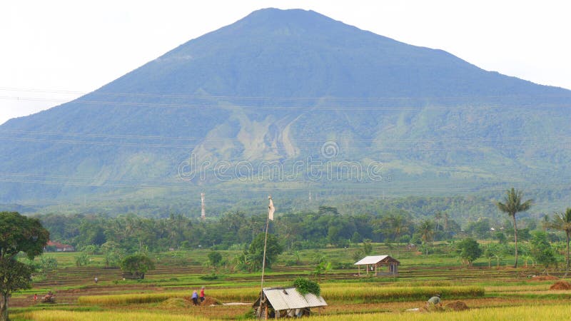 Rice Field and Mountain Ciremai in West Java Stock Photo - Image of ...