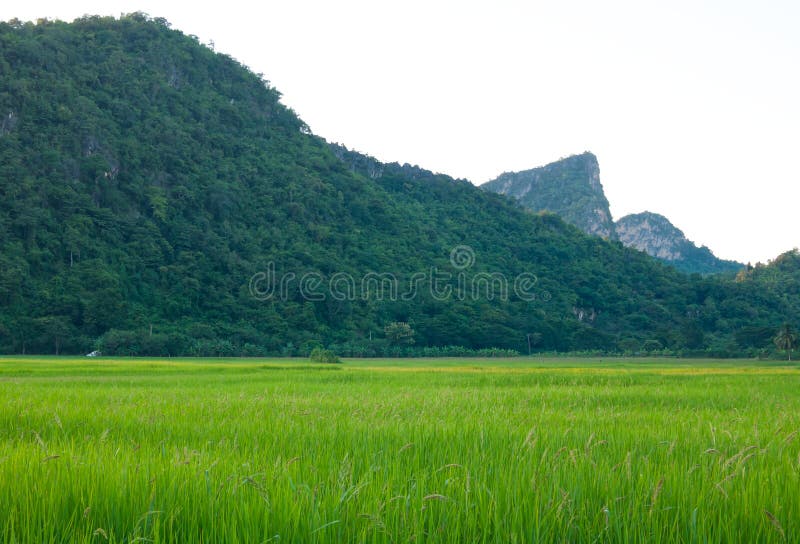 Rice field and mountain stock photo. Image of paddy, fields - 47555204