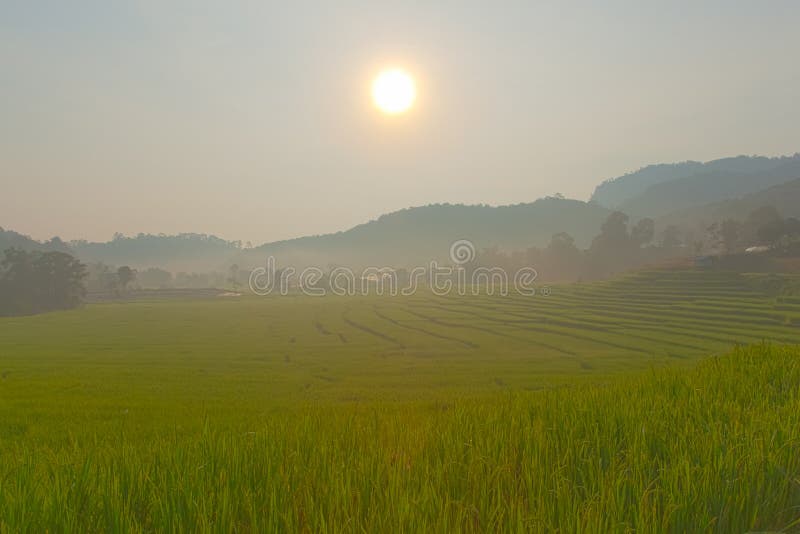 Rice field on mountain. stock image. Image of agriculture - 36251263