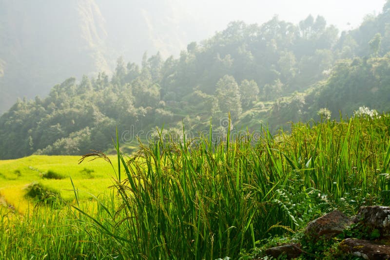Rice field stock photo. Image of mount, plant, country - 40968196