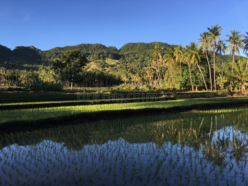 Rice Field with Mountain and Palmtrees Reflection Stock Image - Image ...