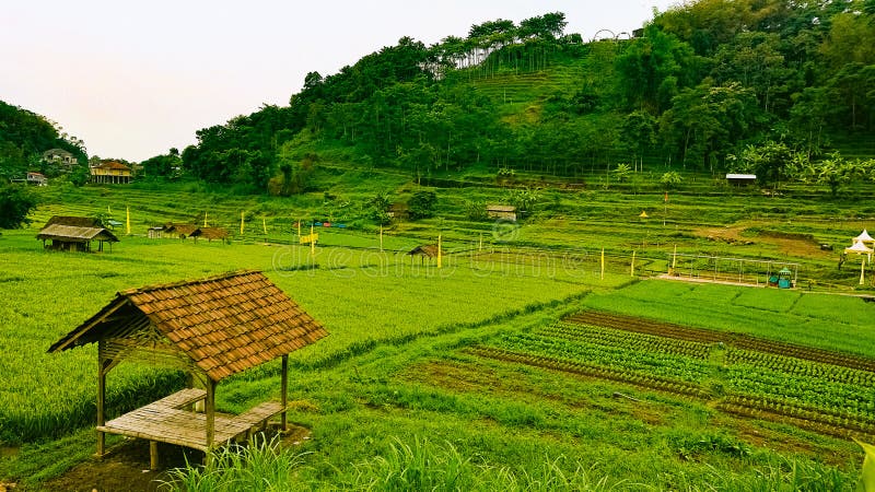 Rice Field and Mountain Panorama in Trawas East Java Stock Image ...
