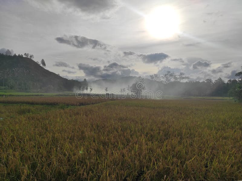 Rice field and sky stock image. Image of trees, village - 229203867